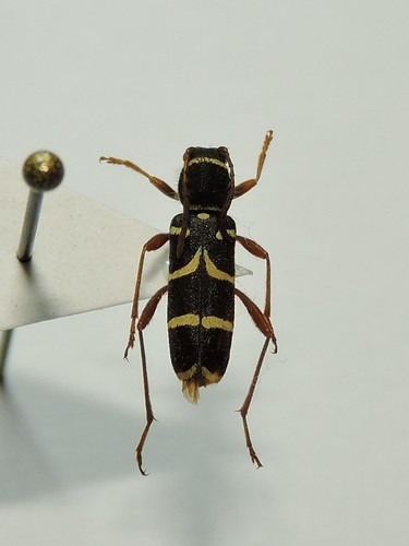 Subspecies Clytus arietis oblitus · iNaturalist