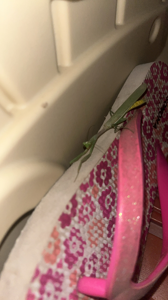 Arizona Mantis from Magnolia Ave, Livingston, CA, US on September 17 ...