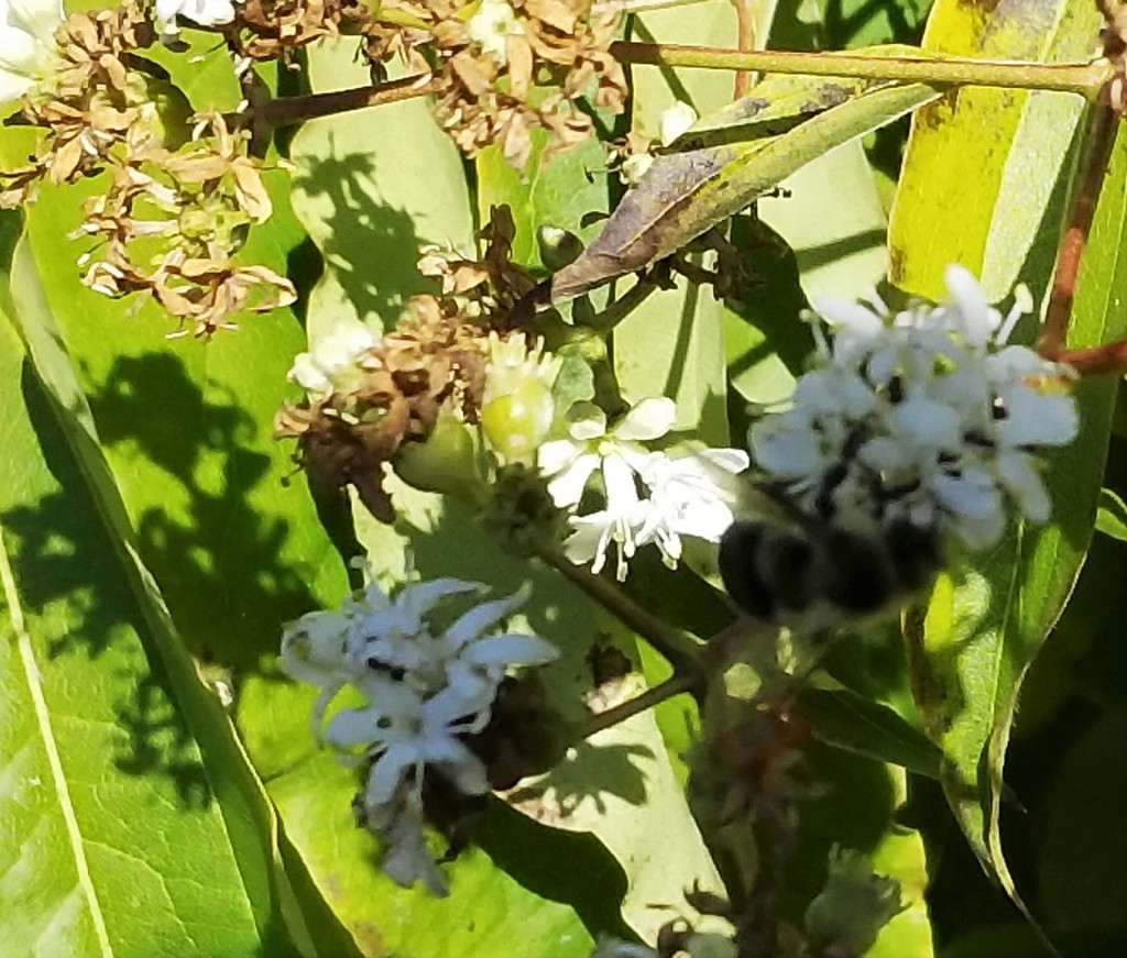 Common Eastern Bumble Bee from Delaware County, OH, USA on October 14 ...