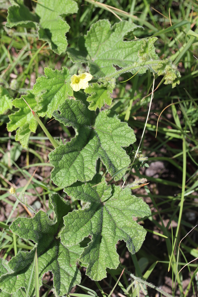 Hairy Wild Cucumber from Meycol Nature Reserve, iLembe DC, South Africa ...