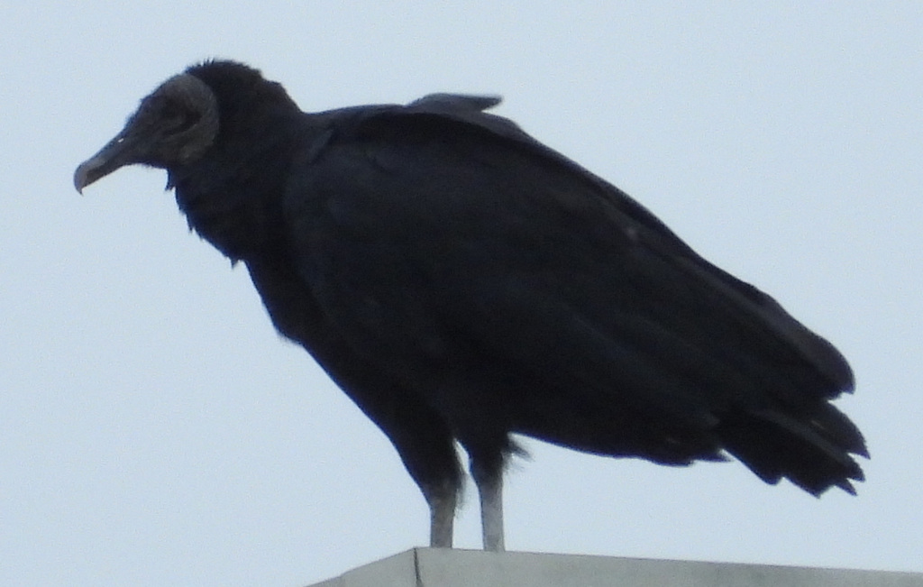 Black Vulture from Riderwood Village, Gracefield Road, Silver Spring ...