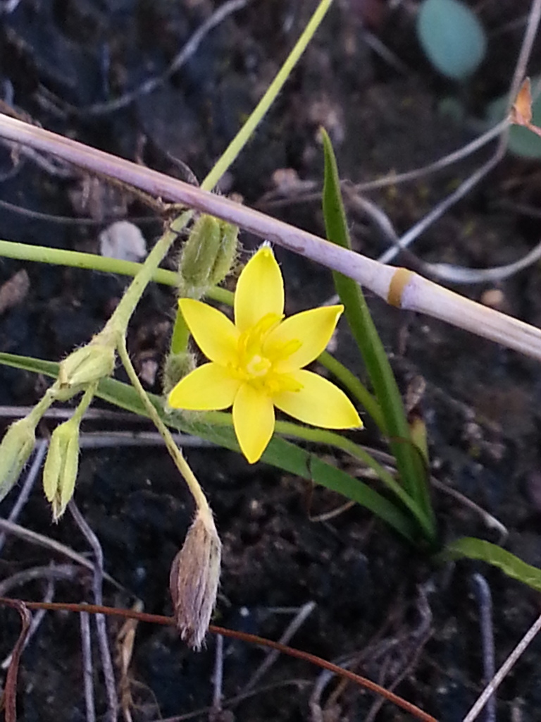 yellow star grass on November 2, 2013 at 02:47 PM by Matthew Herron ...