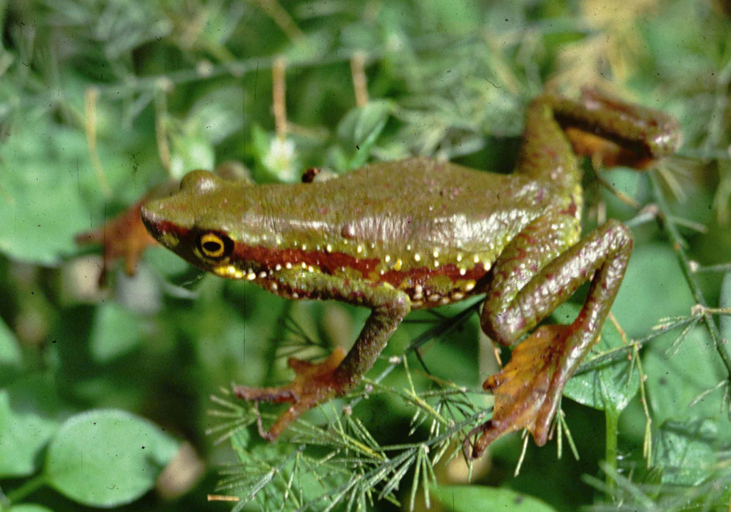 Mindo Stubfoot Toad in May 1989 by Felipe Campos · iNaturalist