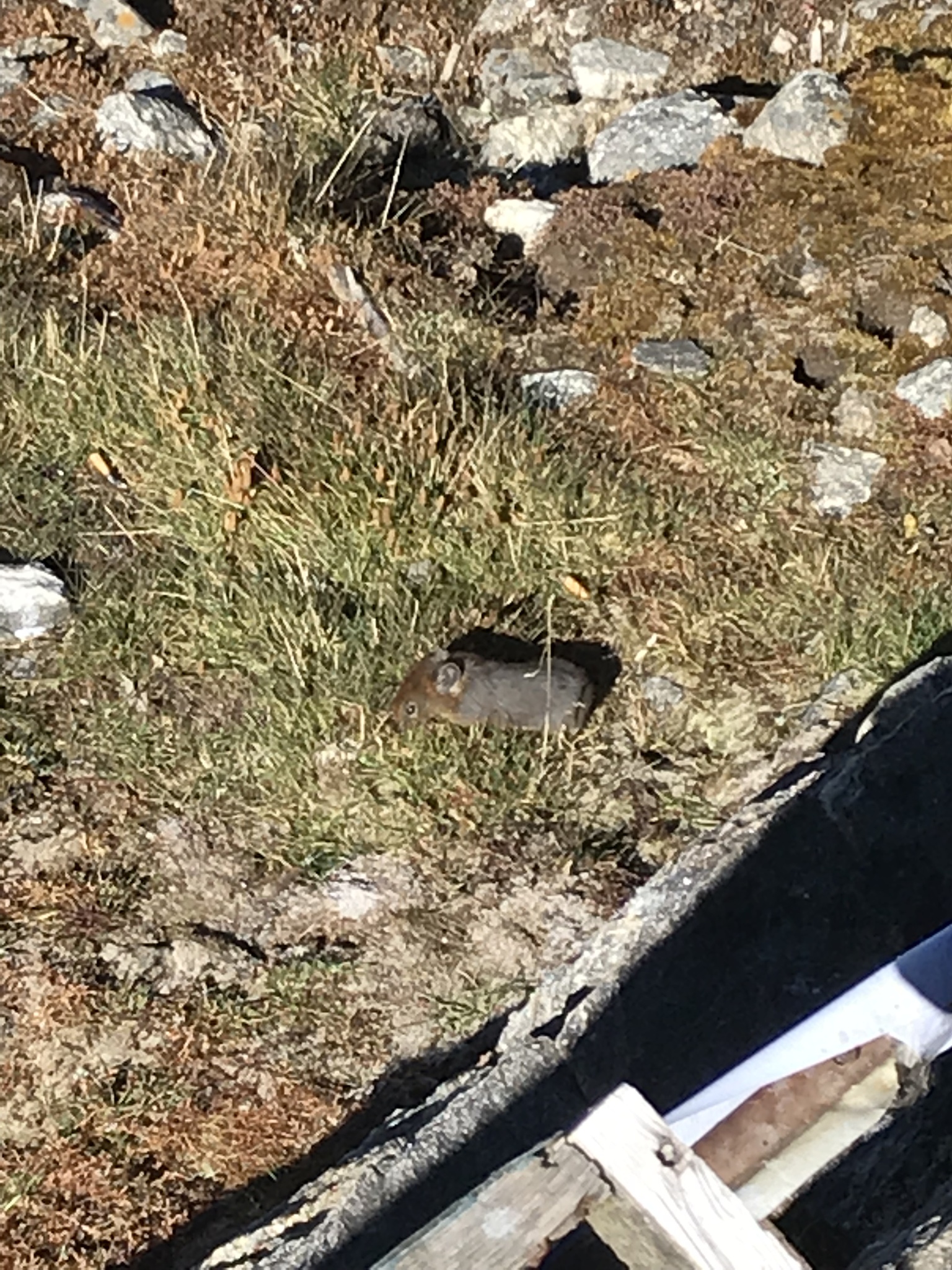 Ochotona roylii (Ogilby, 1839)