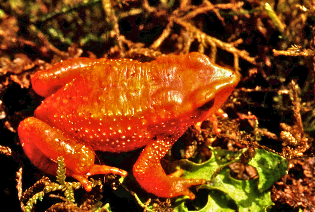 Guanujo Stubfoot Toad in July 1989 by Felipe Campos · iNaturalist