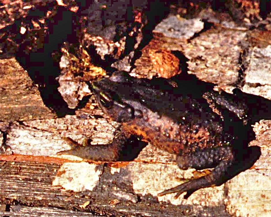 Arthur's Stubfoot Toad in November 1987 by Felipe Campos · iNaturalist