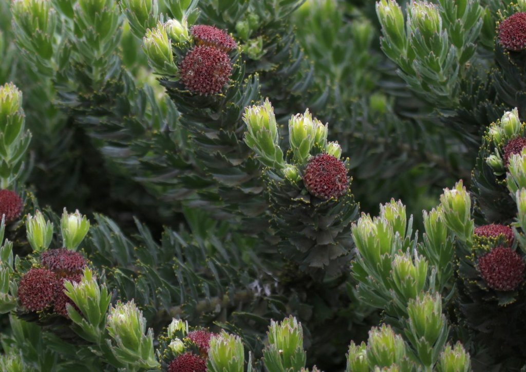 (Diastellaspermum meridiana × oleifolium) - Botanical Realm