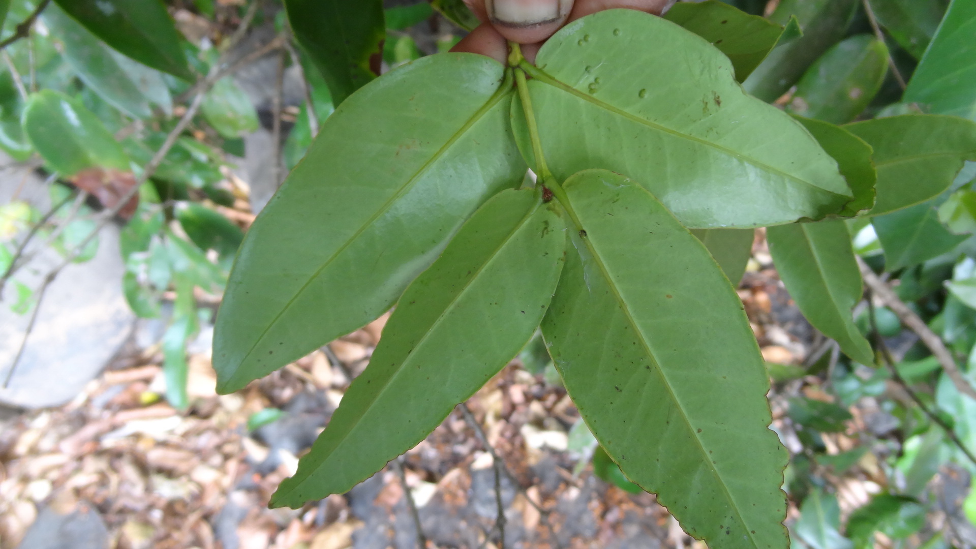 Memecylon randeriana S.M.Almeida & M.R.Almeida