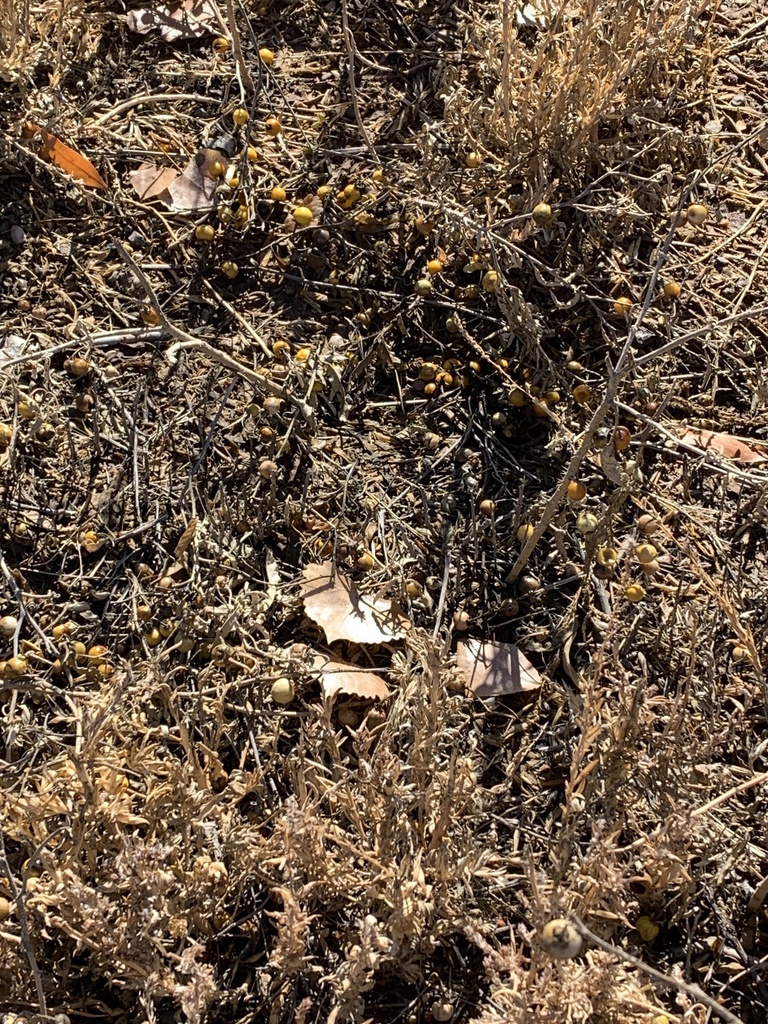 silverleaf nightshade from Southwest, Albuquerque, NM, US on November ...