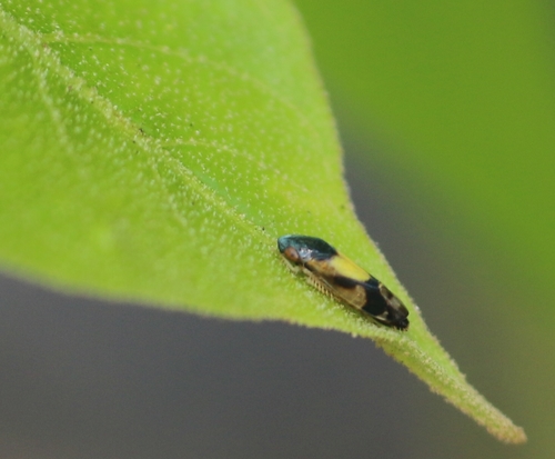 Genus Mukaria · iNaturalist