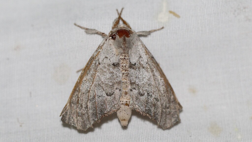 Seraph Moth from Cameron County, TX, USA on September 15, 2025 at 11:03 ...