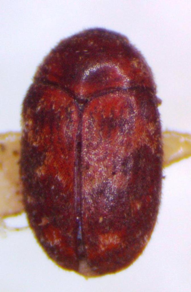 Trogoderma serraticorne from Managua, Nicaragua on February 24, 1995 by ...