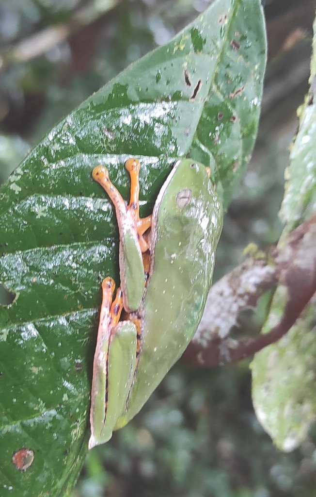 Barred Monkey Frog from Manaus - AM, Brasil on June 11, 2023 at 12:43 ...
