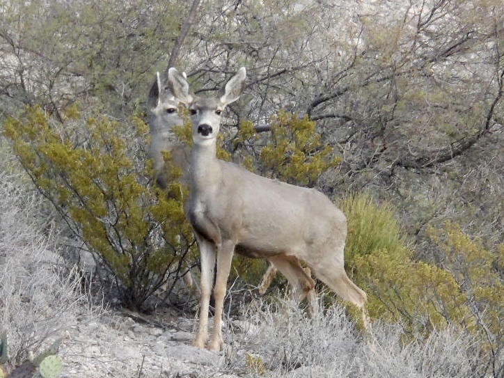 Mule Deer in November 2019 by willow_08. Species name: Mule Deer ...