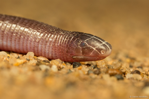 Typical Worm Lizards (Amphisbaenidae) - Snakes and Lizards