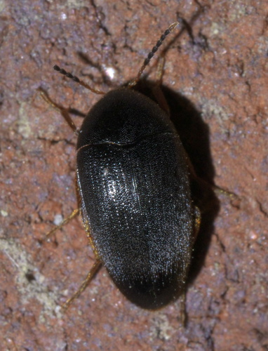 Monstrous Plate-thigh Beetle (Eucinetus morio) wildspecies.ca