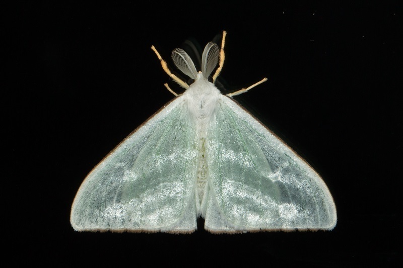 Leucoma ochripes from Kinabalu Park, 89300 Kundasang, Sabah, Malaysia ...