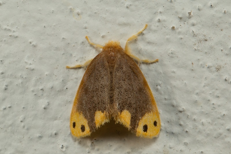 Arna bipunctapex from Kinabalu Park, 89300 Kundasang, Sabah, Malaysia ...