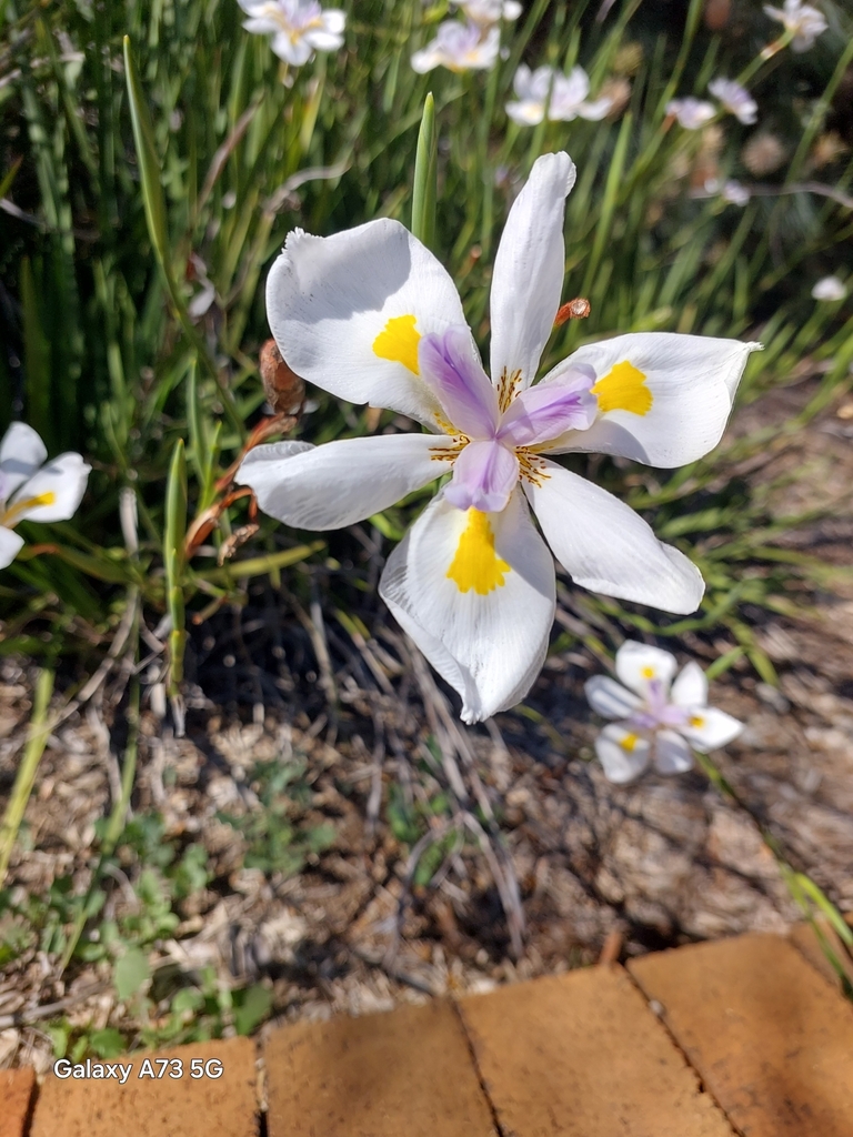 Fortnight Lilies from Bella Vista NSW 2153, Australia on September 18 ...
