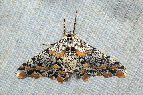 Biston falcata · iNaturalist