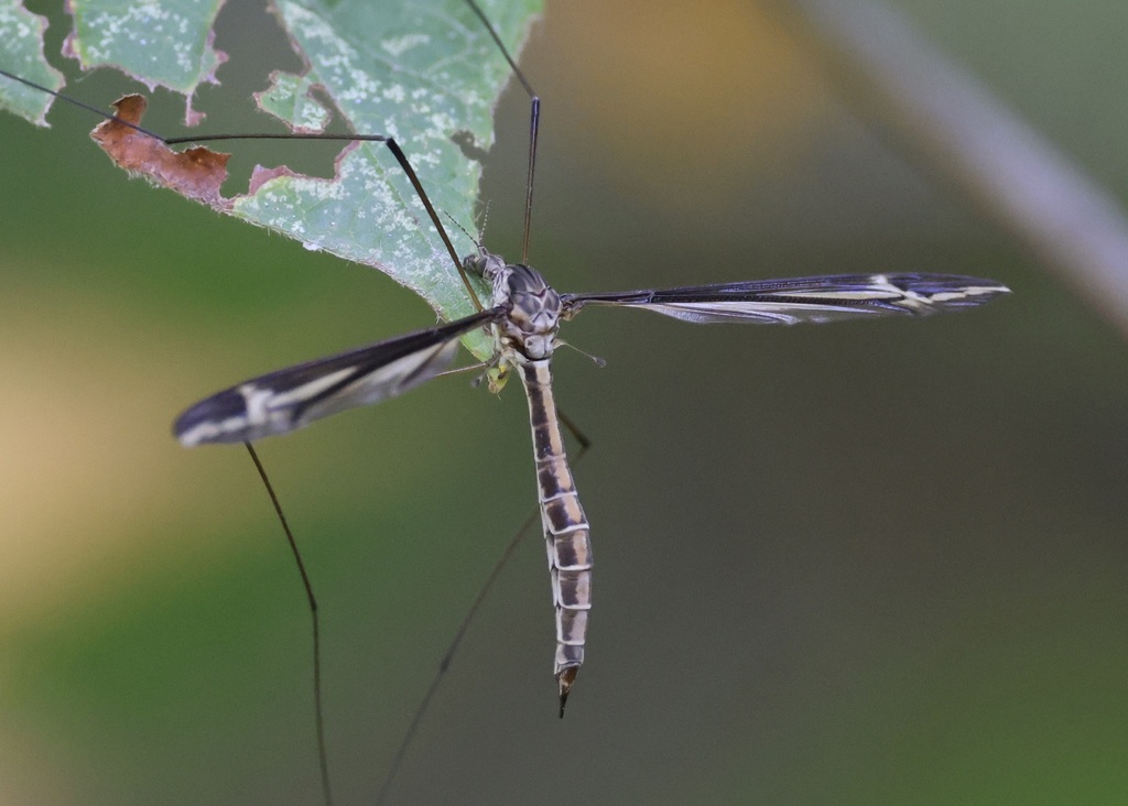 Tipula caloptera from Maumee, OH, USA on September 17, 2025 at 01:19 PM ...