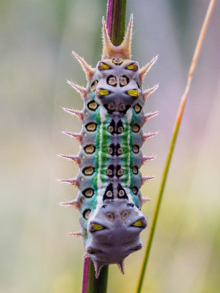 Painted Cup Moth (Insects of Casey, VIC, AU) · iNaturalist