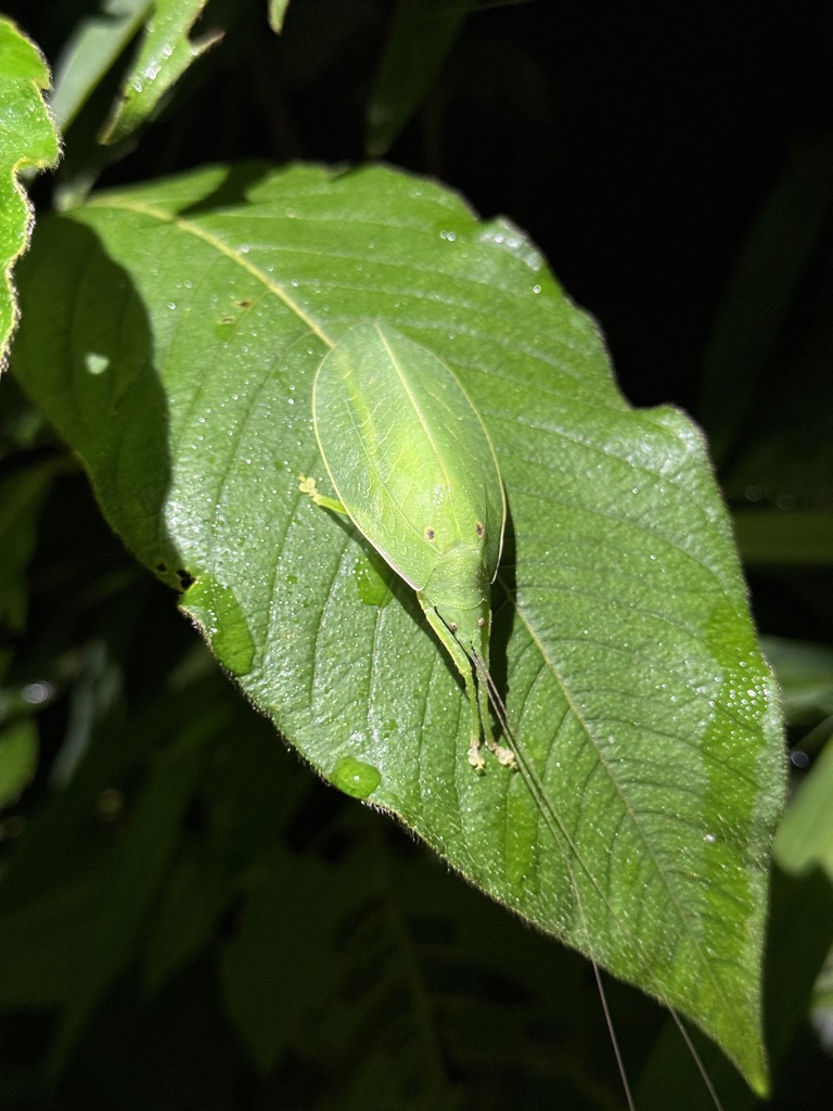 Phyllomimus from Lincang, CN-YN, CN on September 13, 2025 at 11:14 AM ...