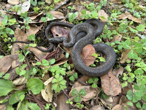 Modest Keelback (Hebius modestus) · iNaturalist