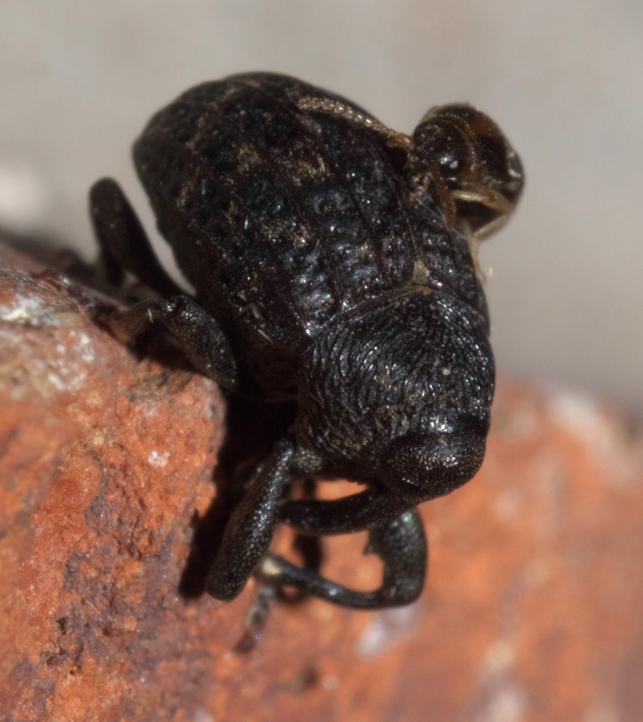 Milkweed Stem Weevil from Mayes County, US-OK, US on June 30, 2018 at ...