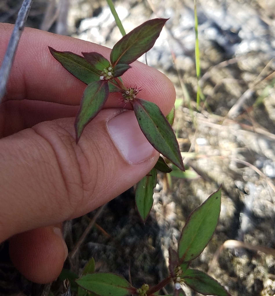 Spermacoce keyensis from Miami-Dade County, FL, USA on November 23 ...