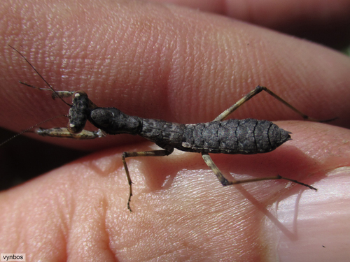 Observations by vynbos · iNaturalist