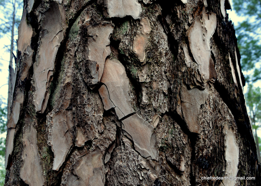 Chir pine (Pinus roxburghii) - Botanical Realm