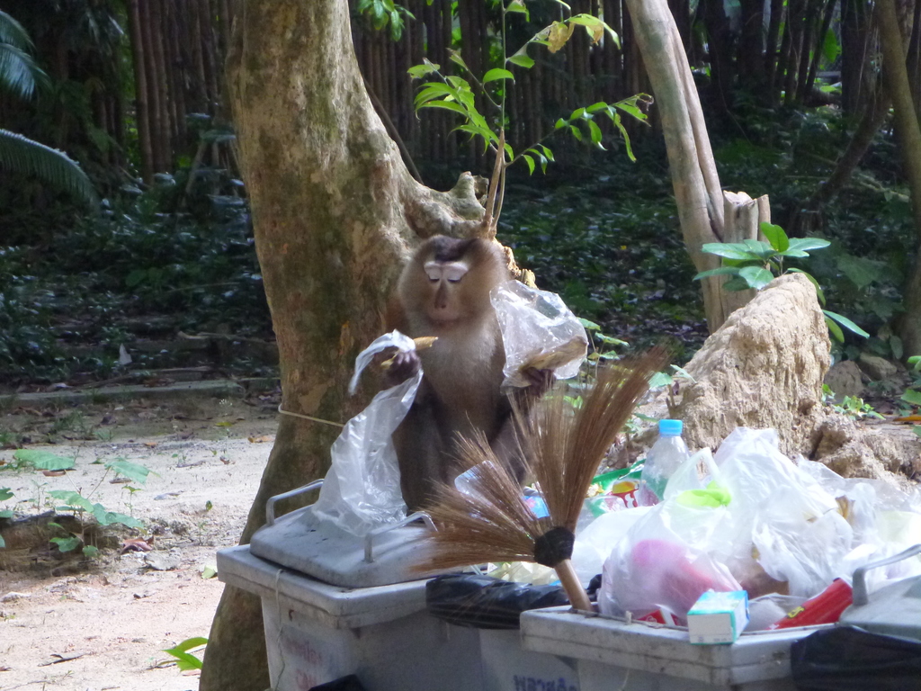 Macaques in January 2012 by Rhonda Ridley · iNaturalist
