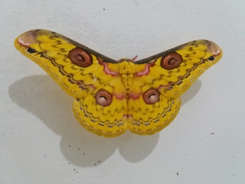 Bright Golden Emperor Moth (Loepa schintlmeisteri) · iNaturalist