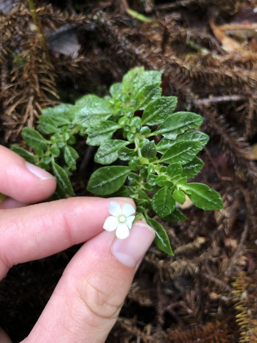 Argostemma gracile · iNaturalist Mexico