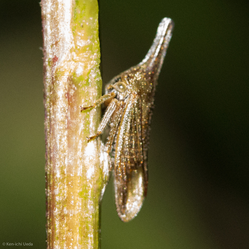 Aconophora (Biota de Itaca (RNSC), Gachantivá, Boyacá) · NaturaLista ...
