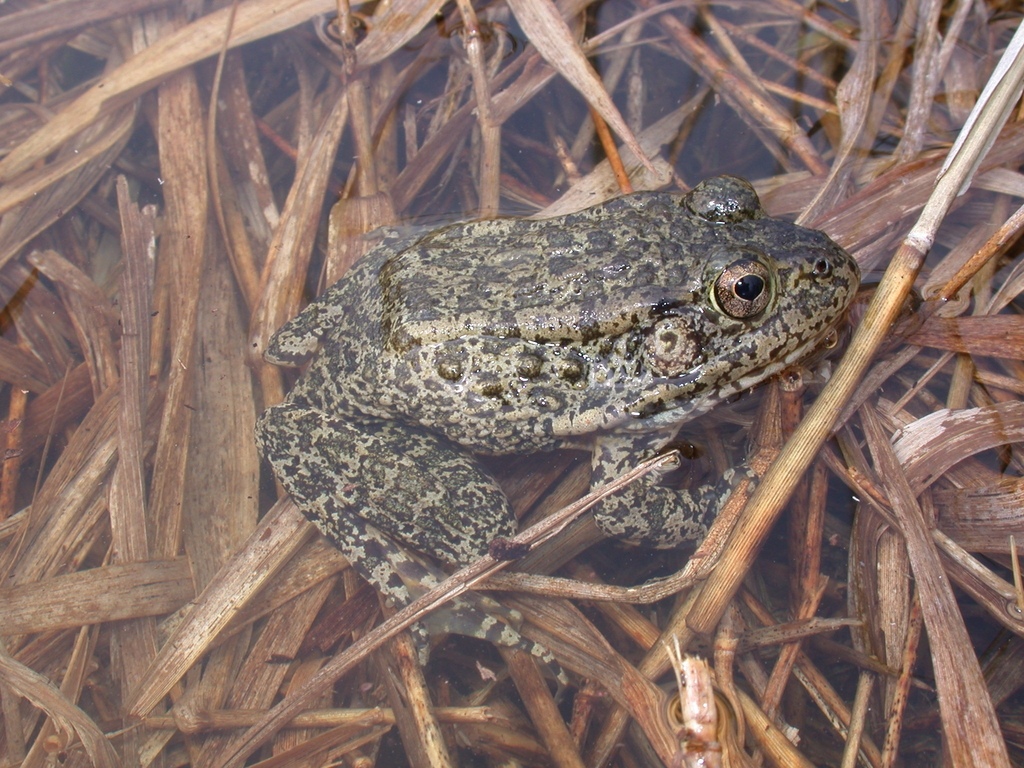 Gopher Frog in March 2003 by J.D. Willson · iNaturalist