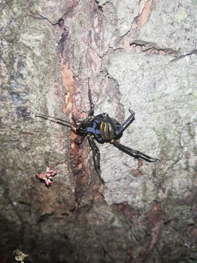 Sadocus asperatus from Cautín, CL-AR, CL on November 24, 2019 at 12:50 ...