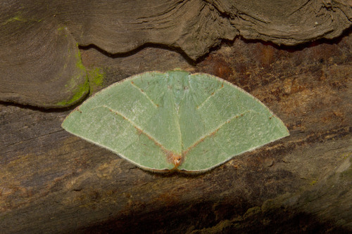 Phyle glauca · iNaturalist United Kingdom