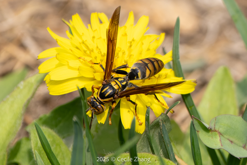 Rothney's Paper Wasp in April 2025 by Cecile from Earth · iNaturalist