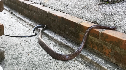 Amazon Puffing Snake (Spilotes sulphureus) - Snakes and Lizards