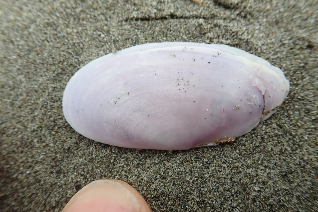 Shining Sunset Shell from Kuku Beach, New Zealand on November 23, 2019 ...