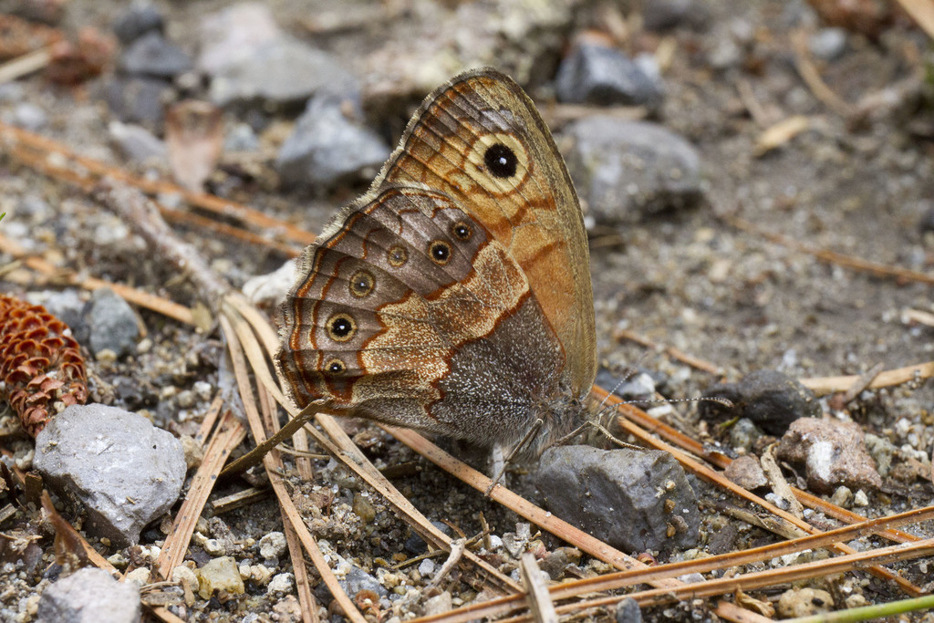 Pine Satyr (Paramacera xicaque) (Wildlife of the United States ...