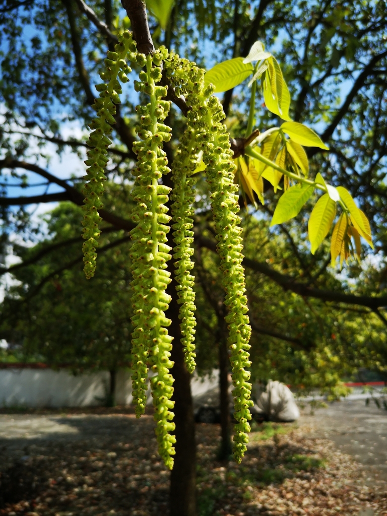 walnut family from 贵州省毕节市金沙县沙土镇023县道 on April 5, 2019 at 03:00 PM by 王颖 ...