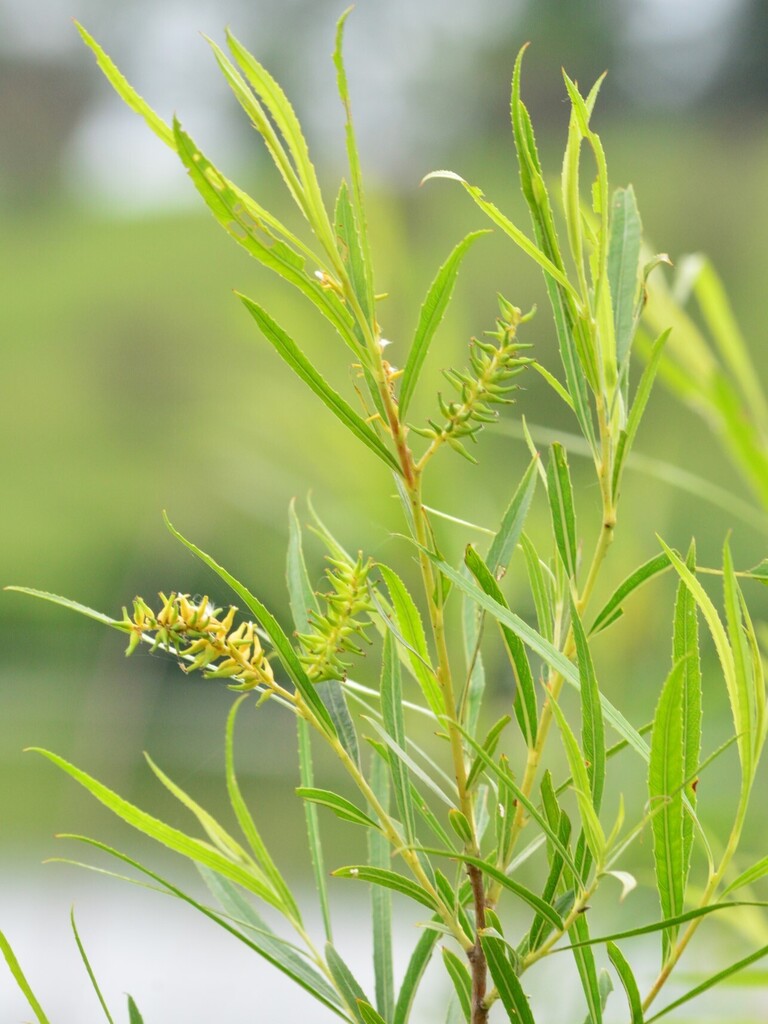 Willows (Common Fall Plants of Eastern Iowa) · iNaturalist