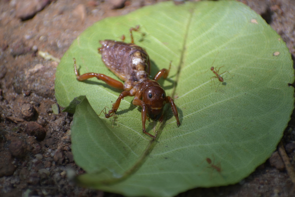 Oryctopterus yeshwanthi from Maruthamala PO, Vithura, Kerala 695551 ...