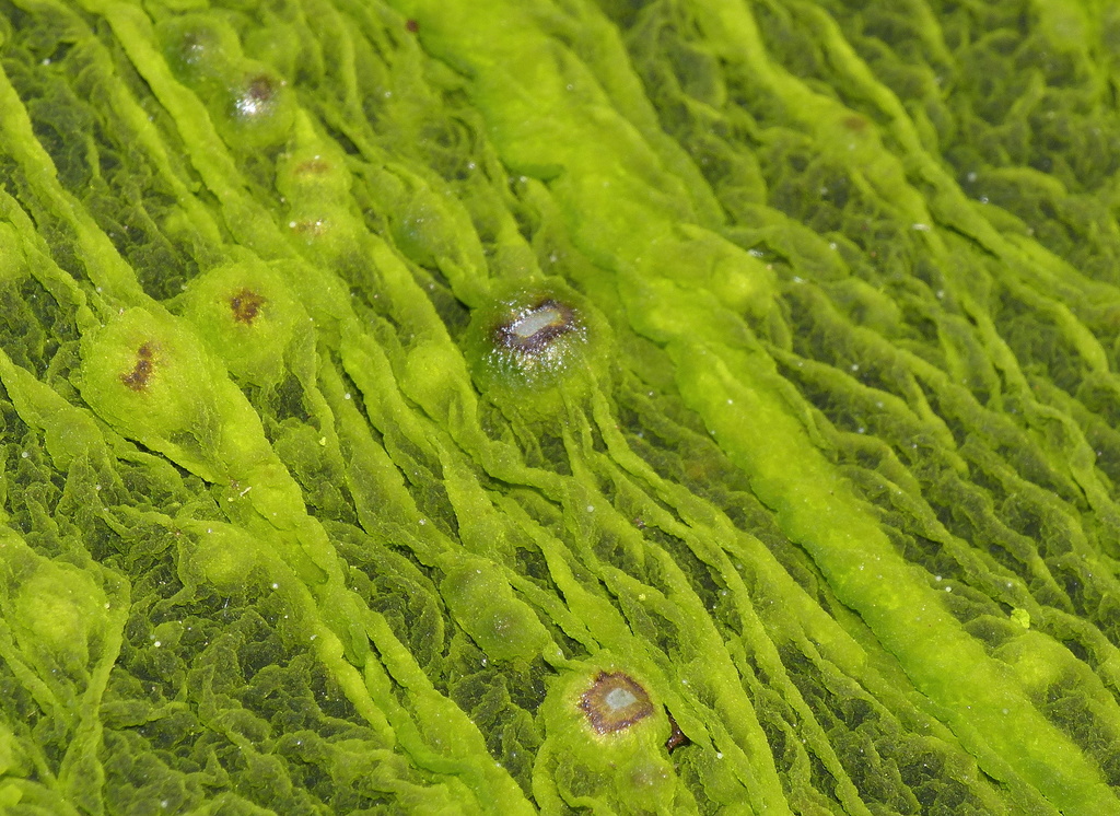 Botrydiopsis from Eden, ZA-WC, ZA on November 22, 2019 at 03:25 PM by ...