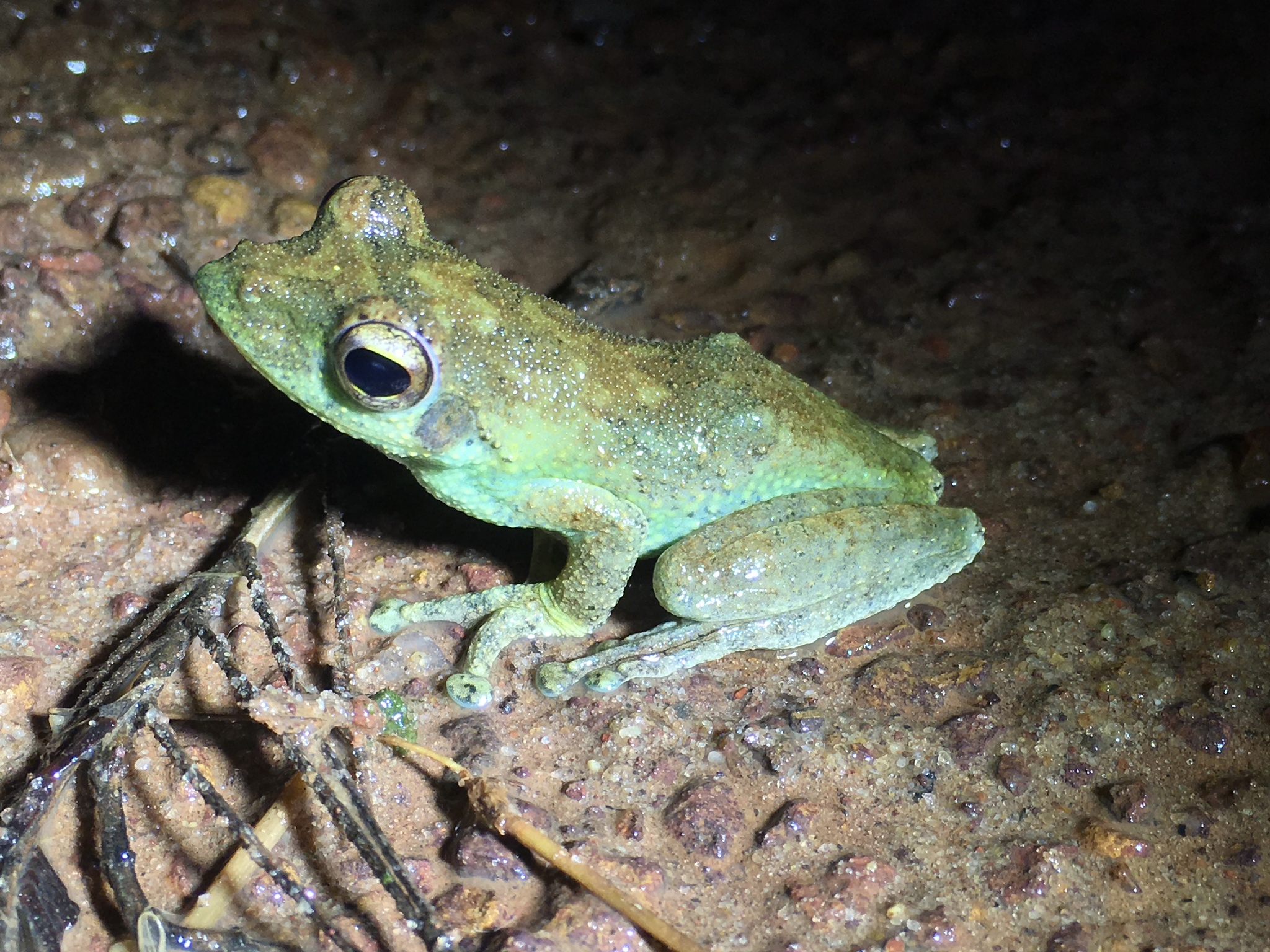 Chiromantis rufescens (Günther, 1869)