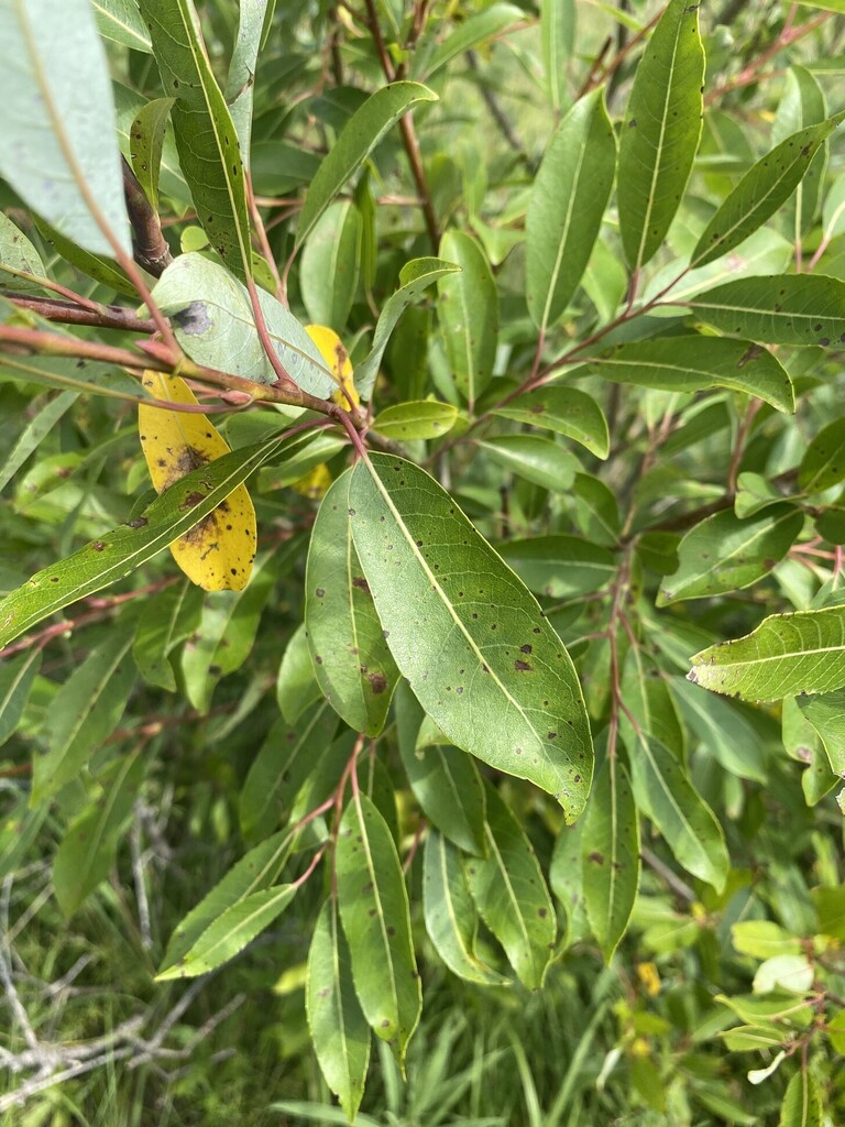 Willows (Common Fall Plants of Eastern Iowa) · iNaturalist