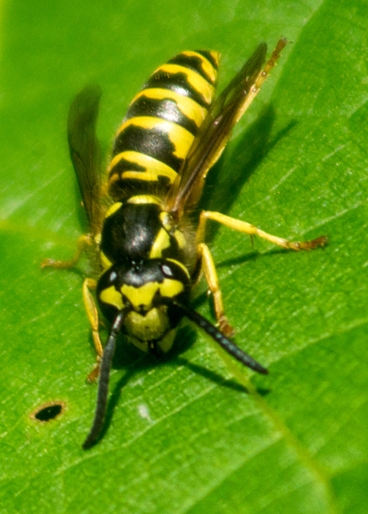 Eastern Yellowjacket (Biota of C.M. Crockett Park) · iNaturalist